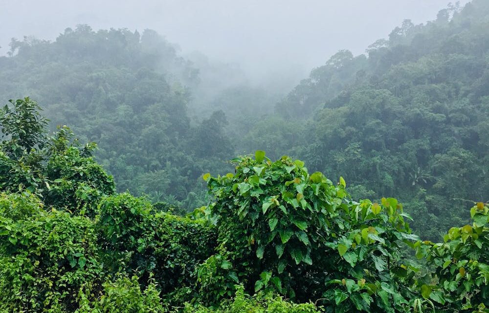 Canopy cover and forest management impact on climate
