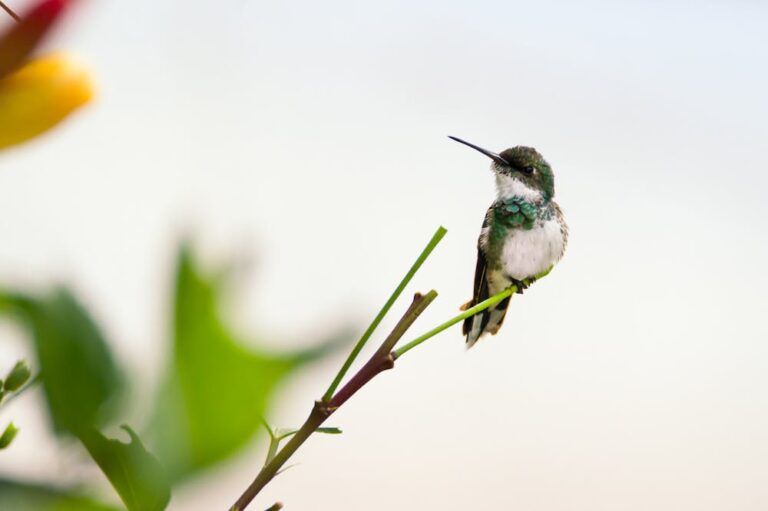 Species of the canopy: the delicate web of rainforest life - Louisiana ...