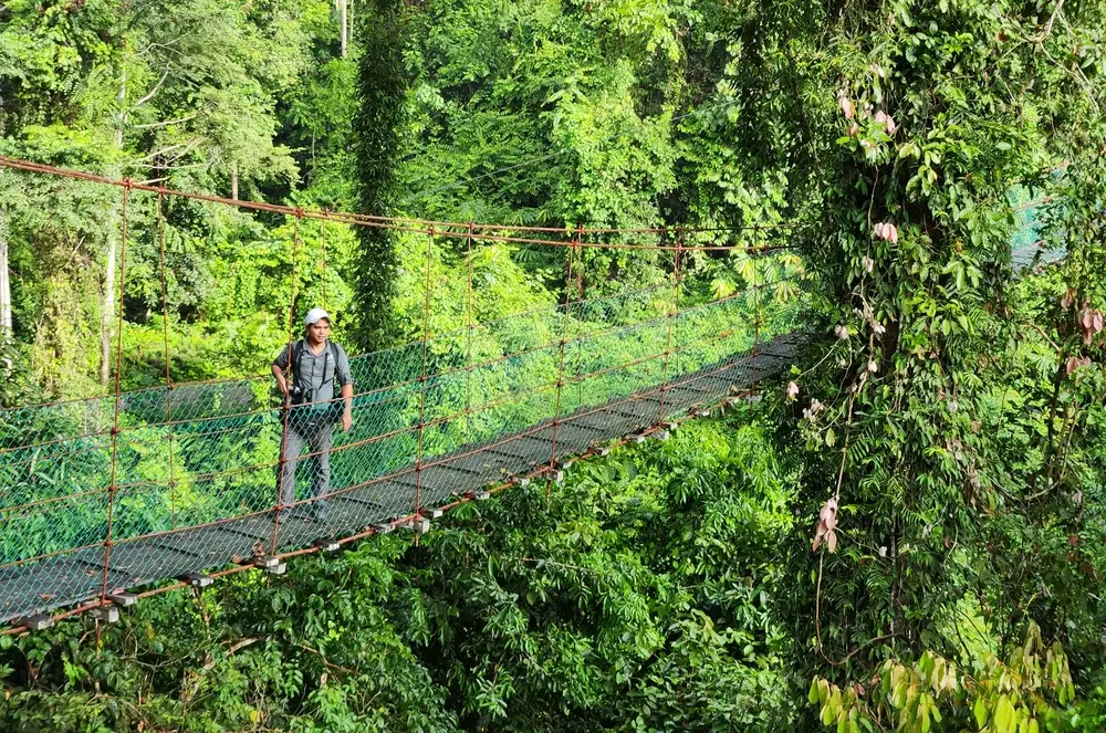 How young generations are safeguarding the forest canopy - Louisiana ...