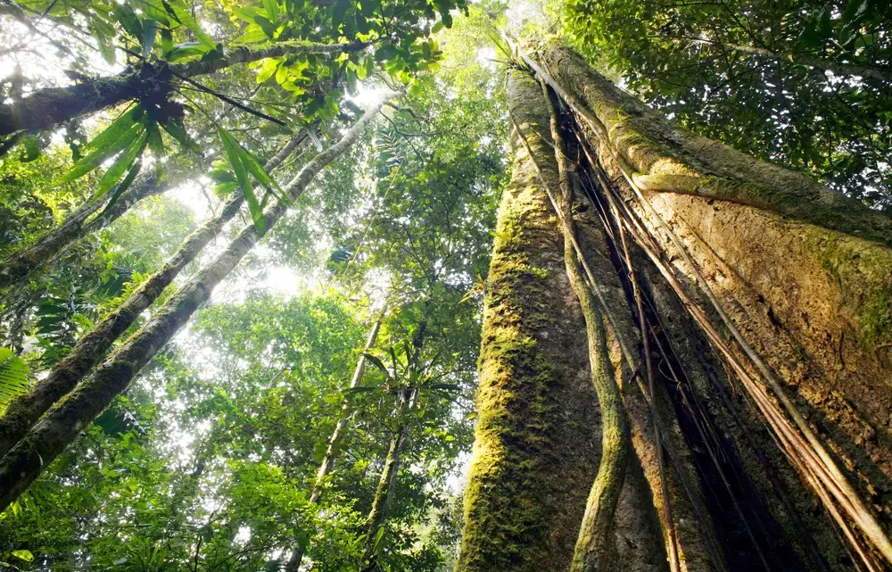 Participatory conservation for canopy protection: Empowering local ...